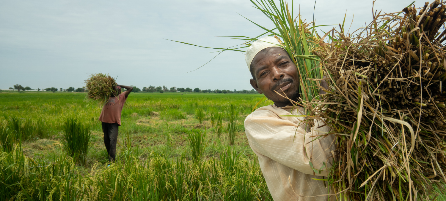 Seeds of change: WFP worked with a Nigerian startup to unlock ...