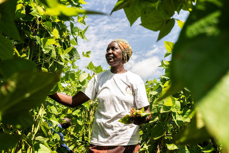 Impact at Scale: Farm to Market Alliance’s Journey to Growth as a ...