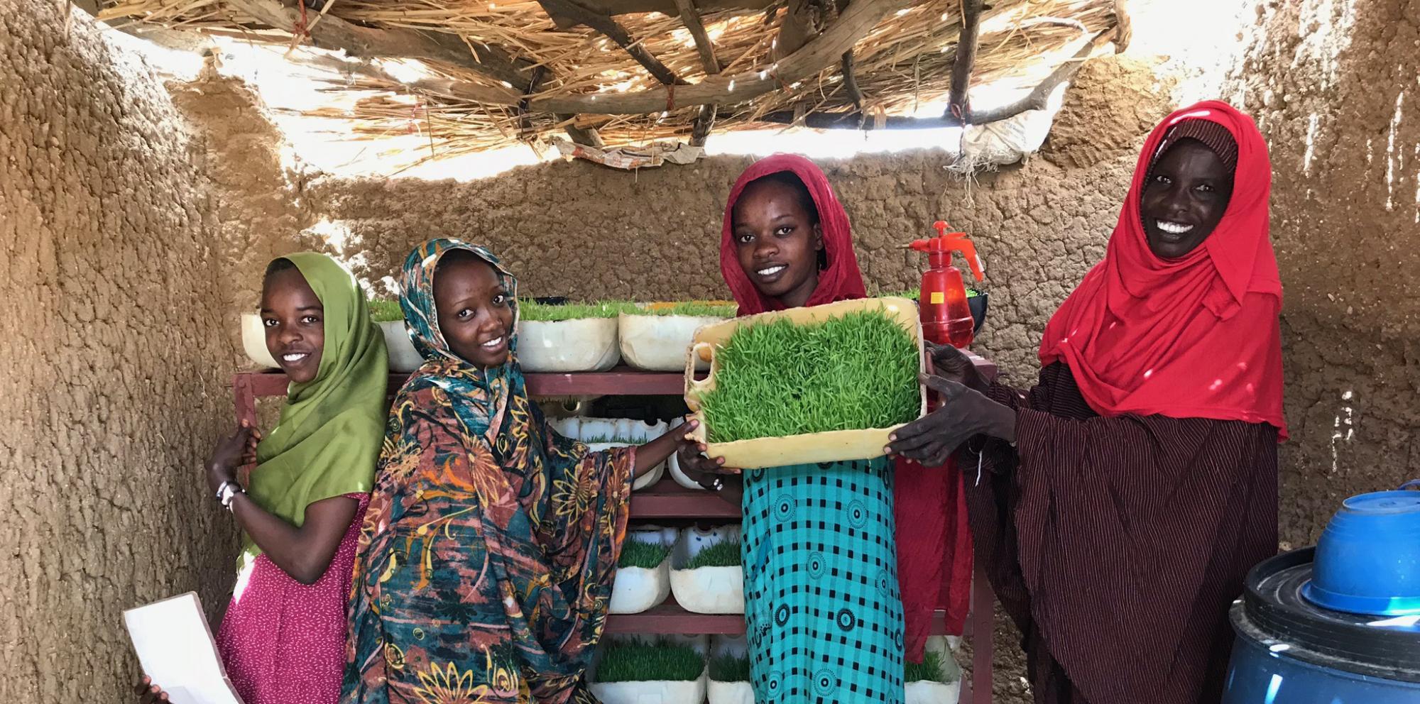 How to grow fodder in the harsh conditions of Chad | WFP Innovation