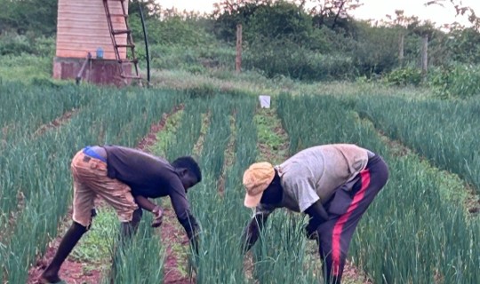 Responsive Drip Irrigation (RDI) | WFP Innovation